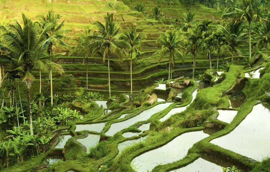 Explore the Timeless Beauty of Ceking Tegallalang Rice Terrace in Bali ...